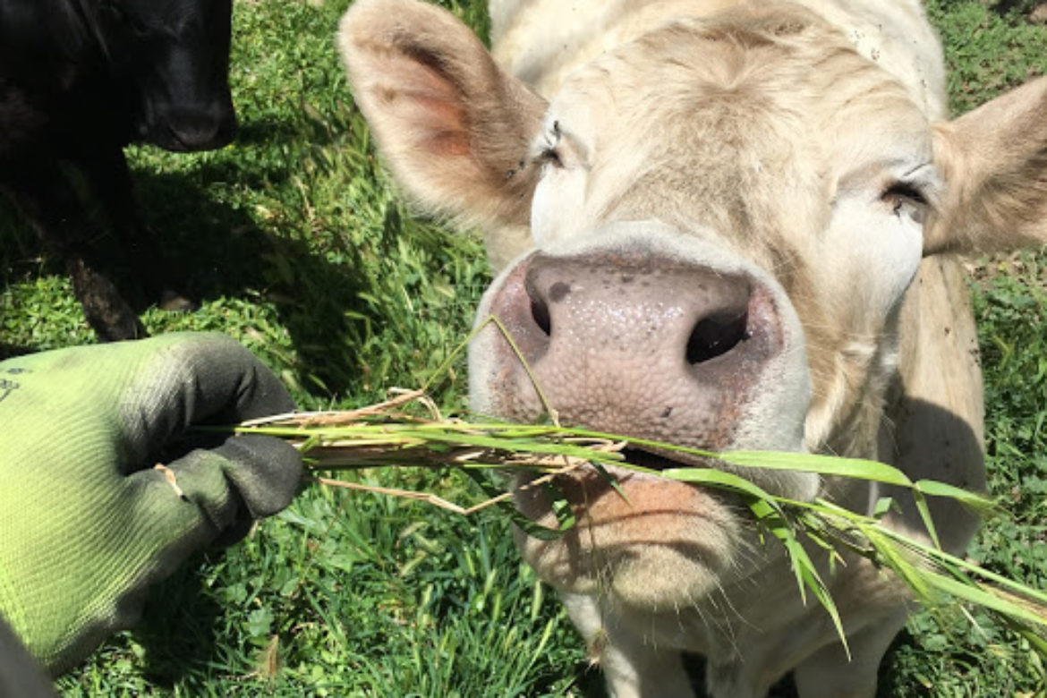 STAR TOWING – STAR TOWING